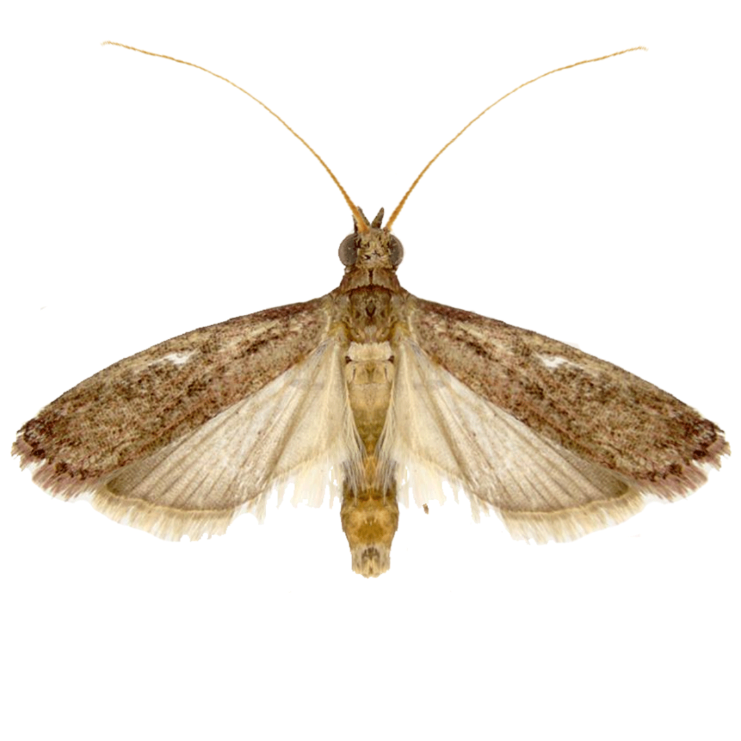 Raisin Moth | J.F. Oakes