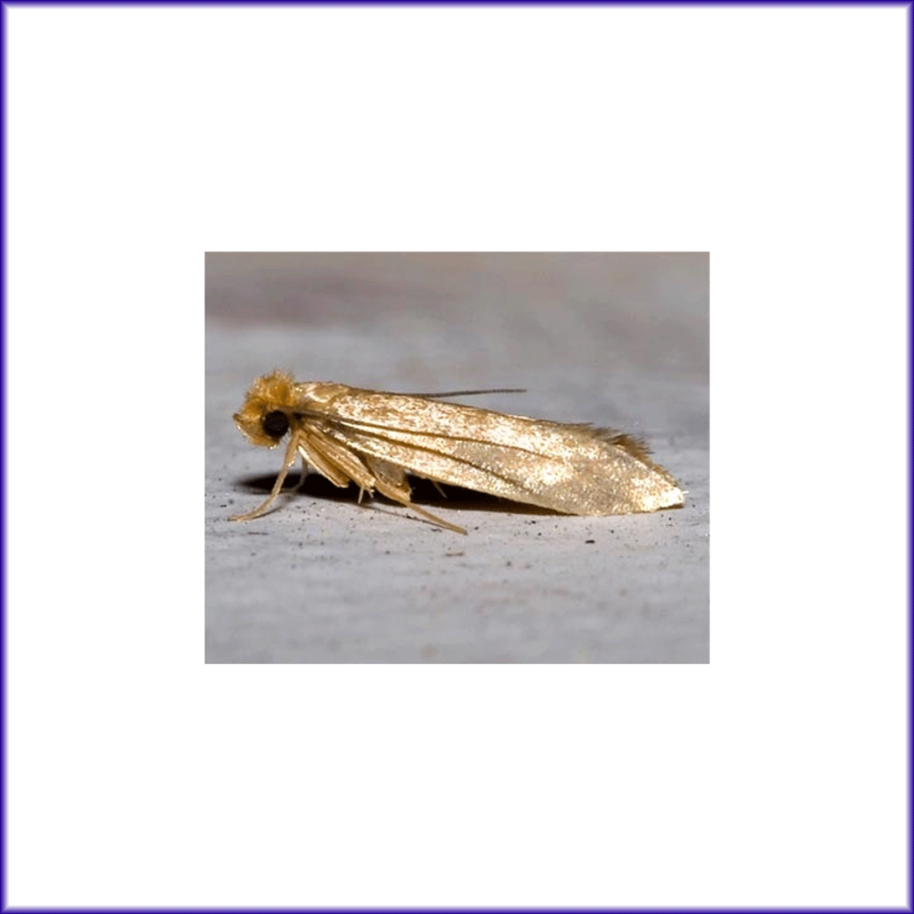 Fabric Insects | J.F. Oakes