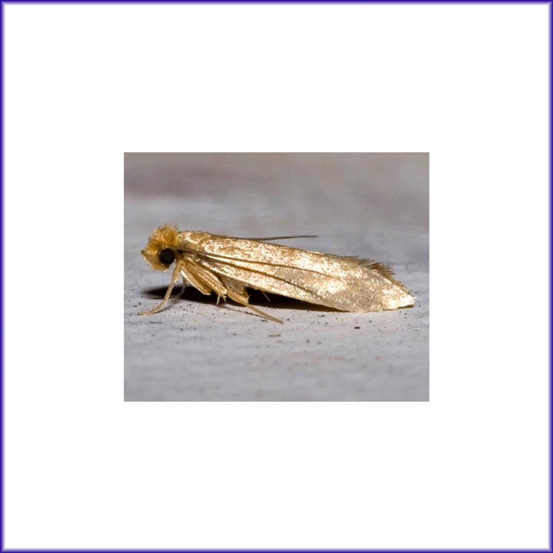 Fabric Insects | J.F. Oakes