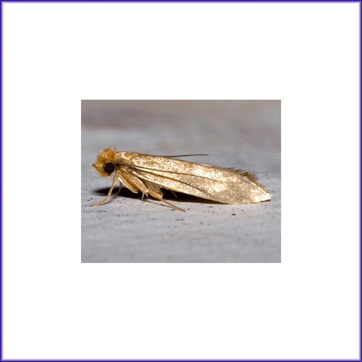 Clothes Moth - Webbing | J.F. Oakes