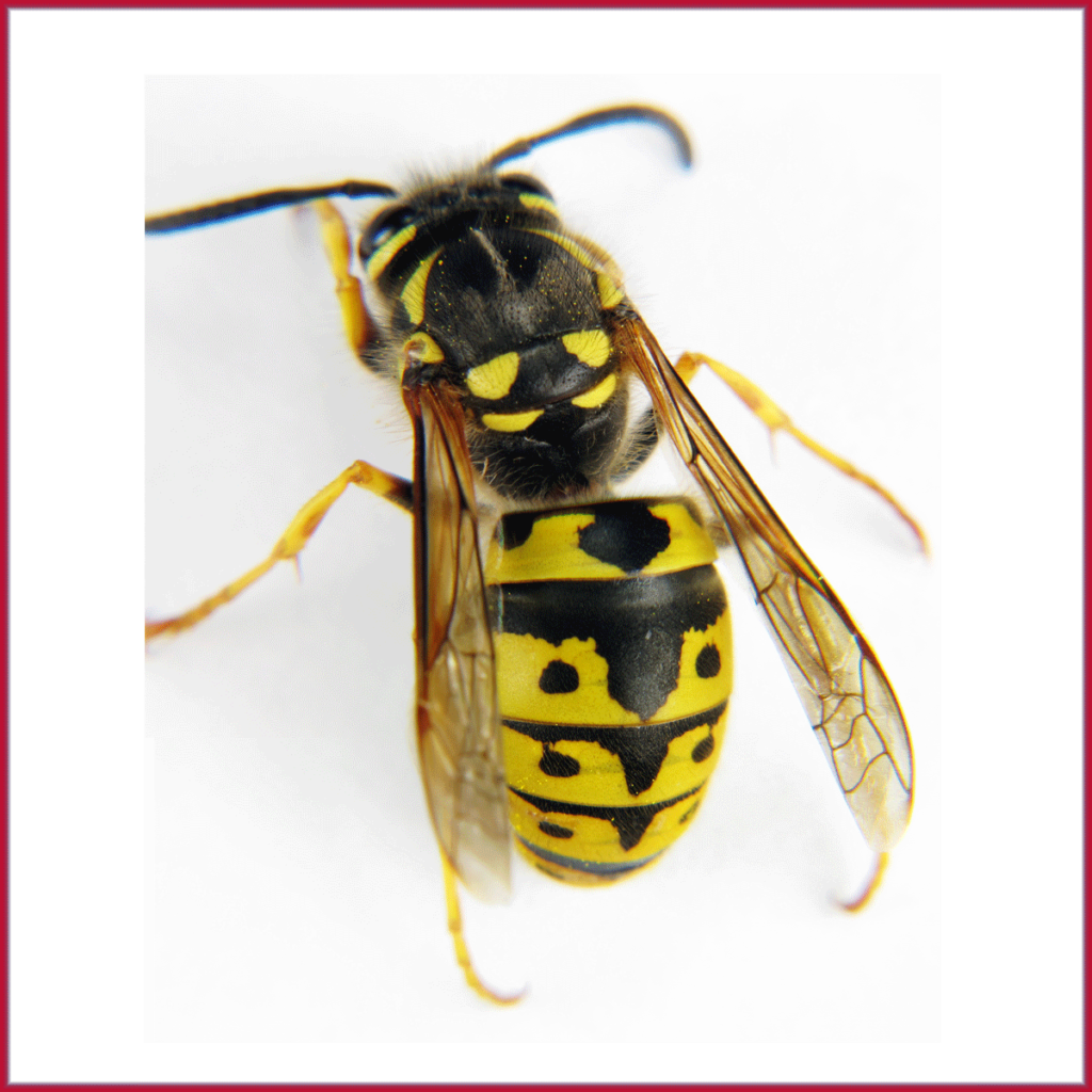 Flying Insects | J.F. Oakes