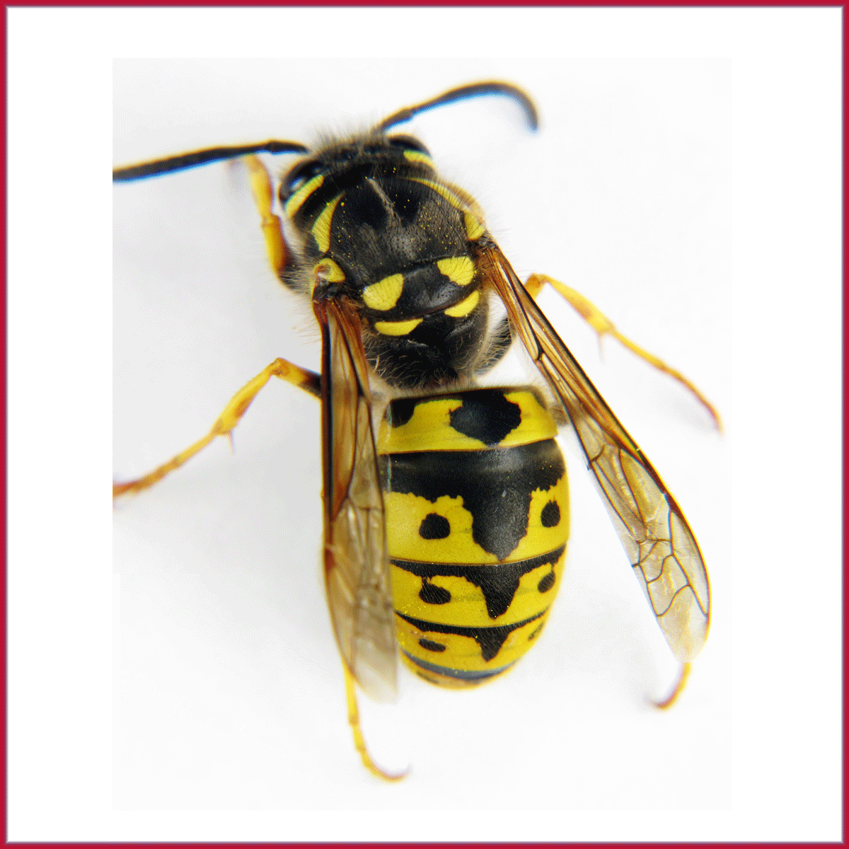 Flying Insects | J.F. Oakes