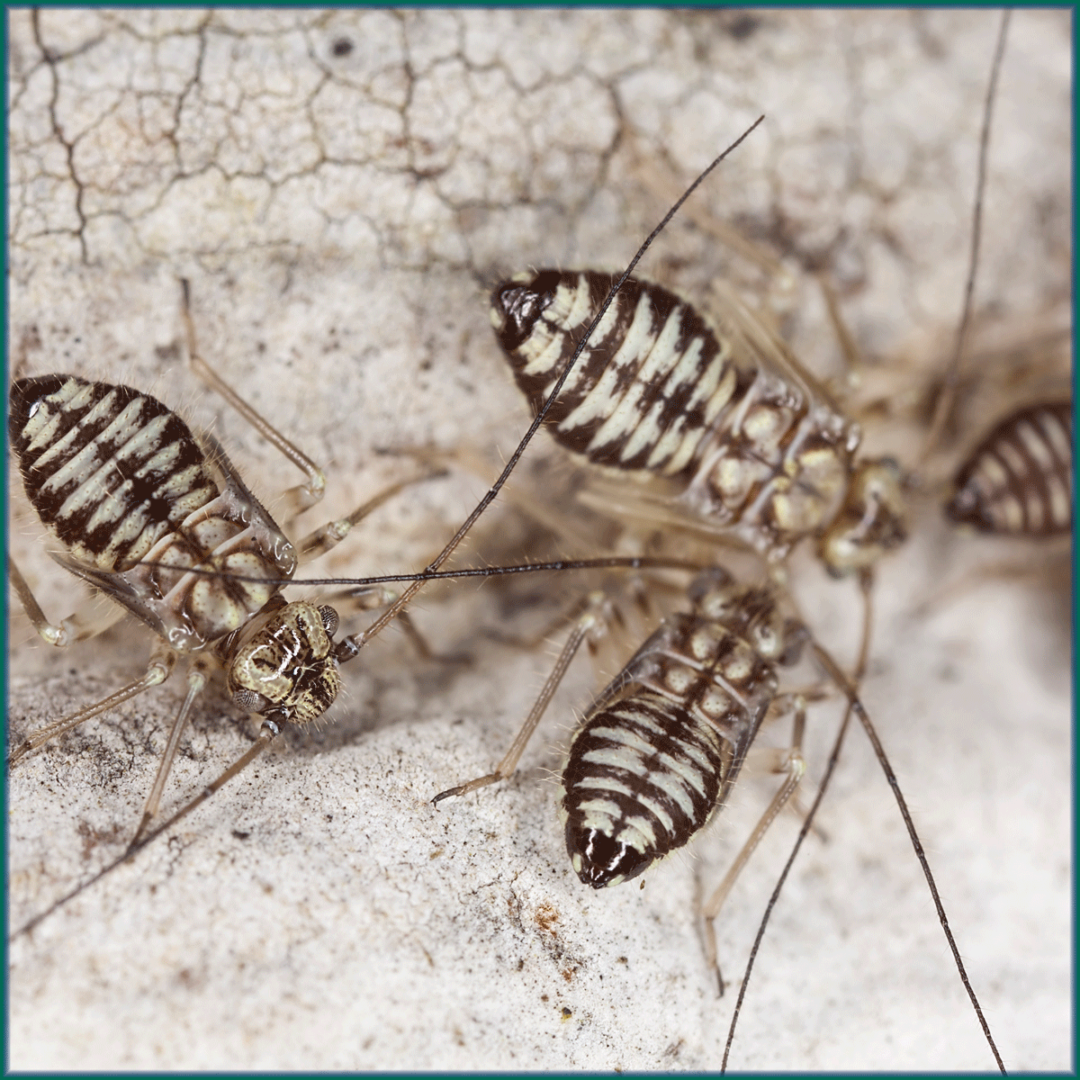 Crawling Insects & Spiders | J.F. Oakes