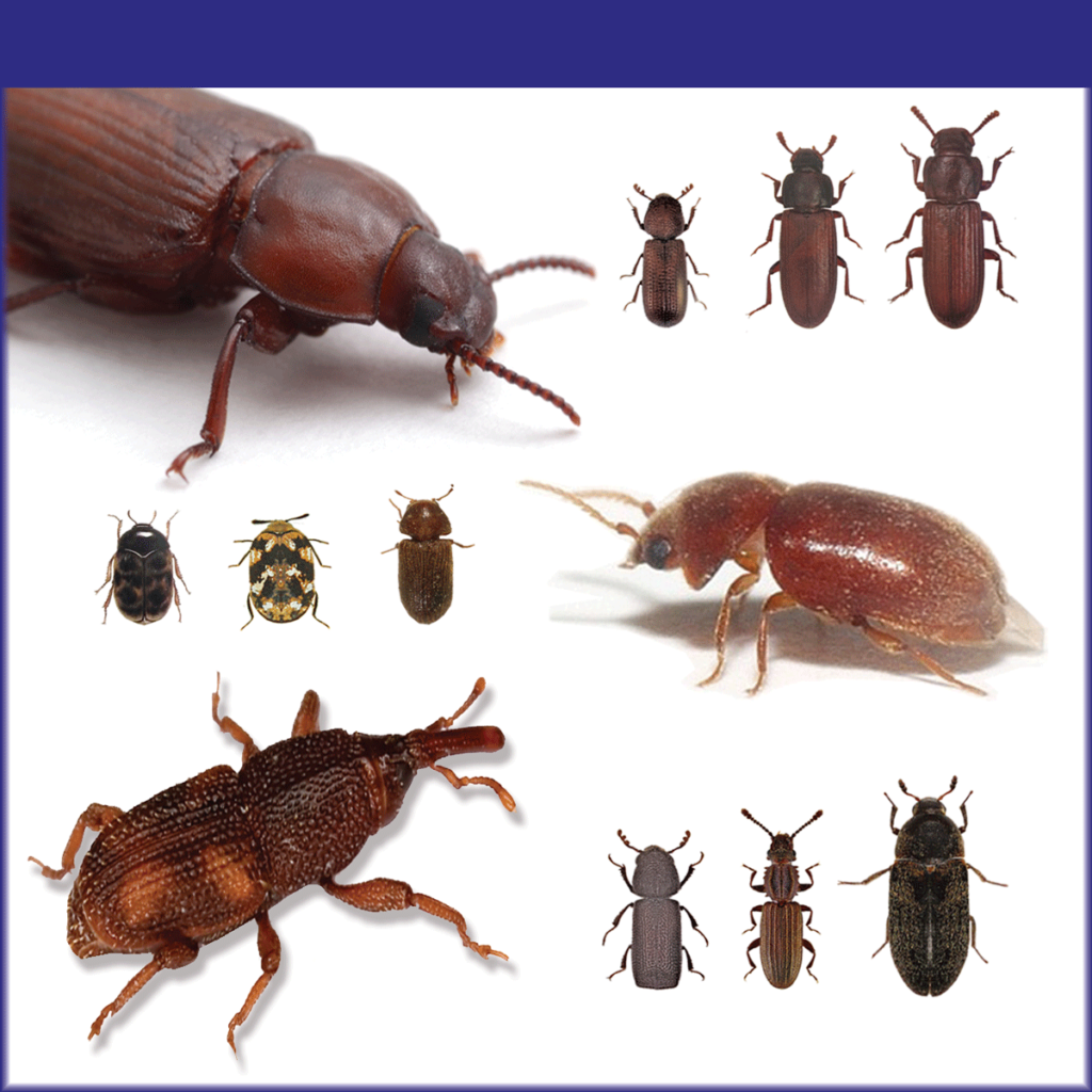 Stored Product Insects | J.F. Oakes