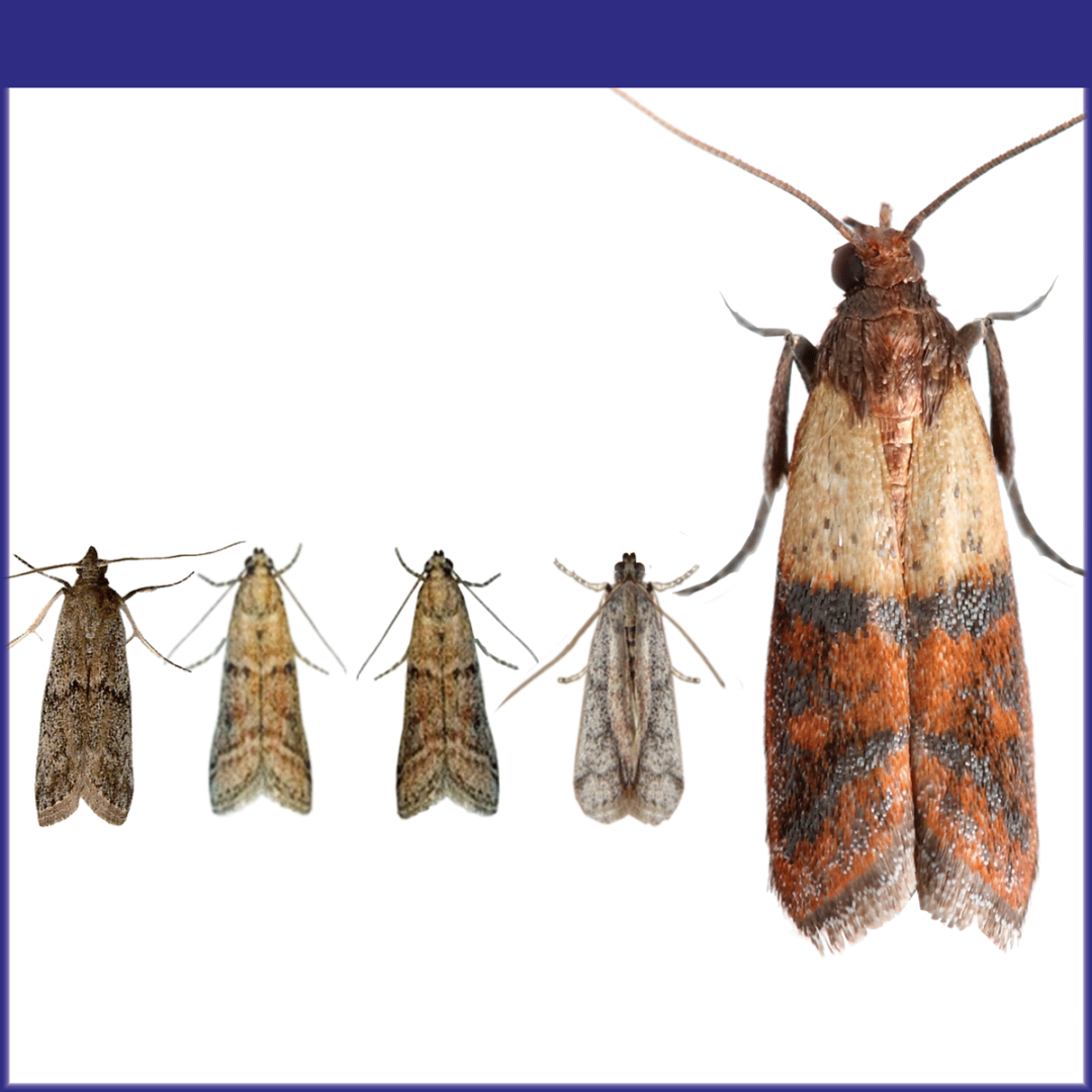 Stored Product Moths | J.F. Oakes