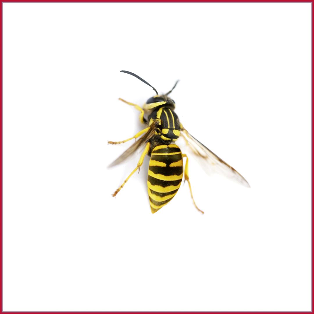 Yellowjacket - Southern | J.F. Oakes