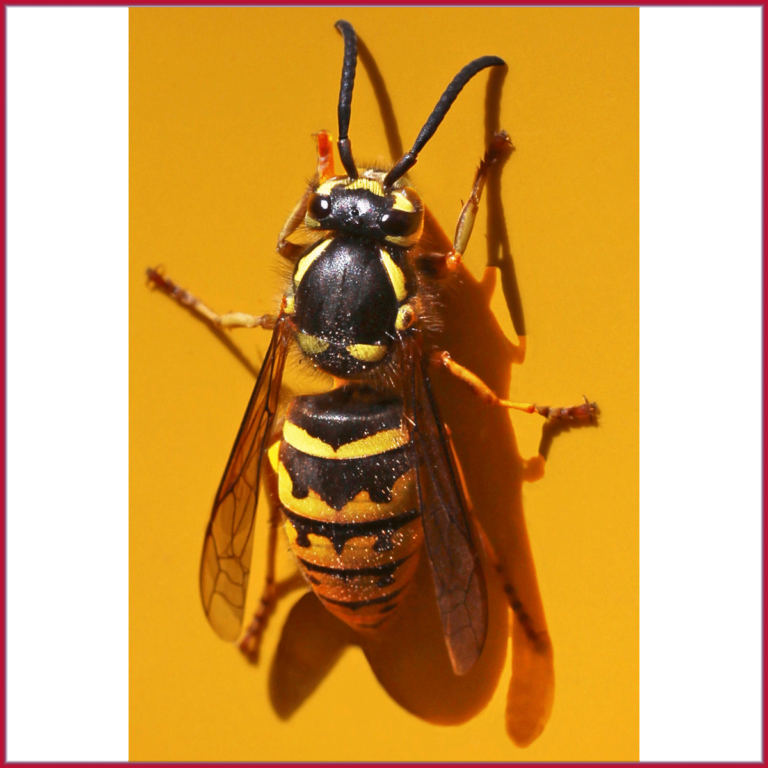Yellowjacket - Western | J.F. Oakes