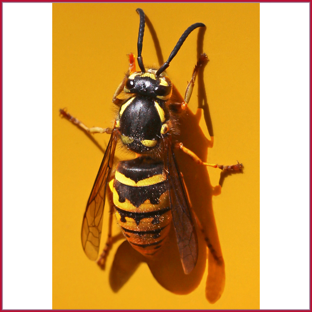 Flying Insects | J.F. Oakes