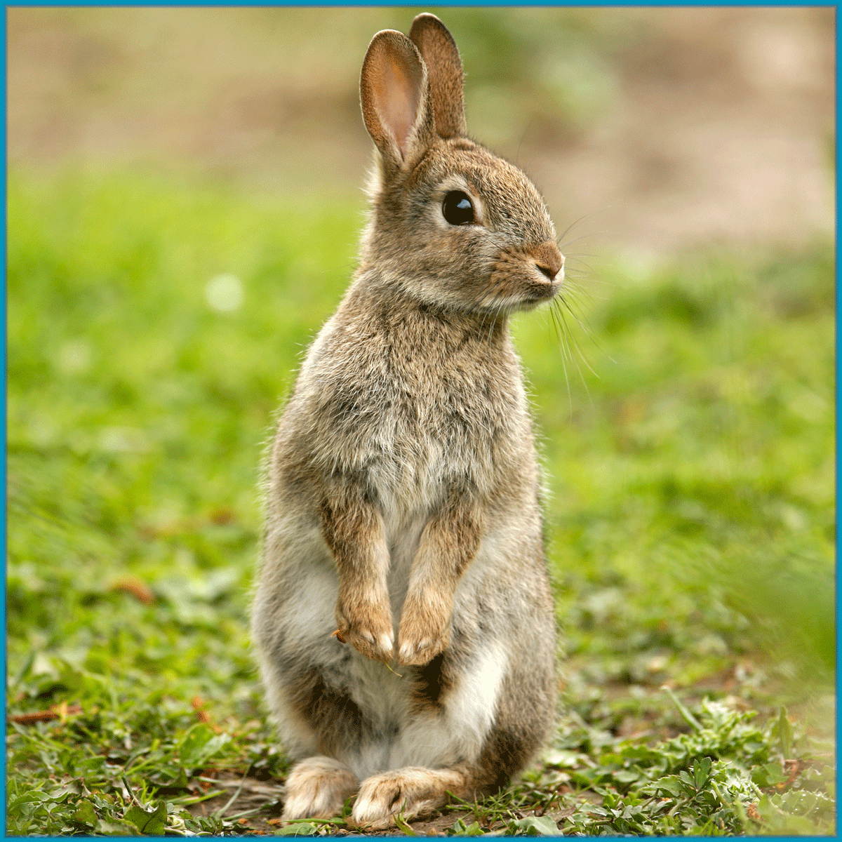 Rabbits | J.F. Oakes