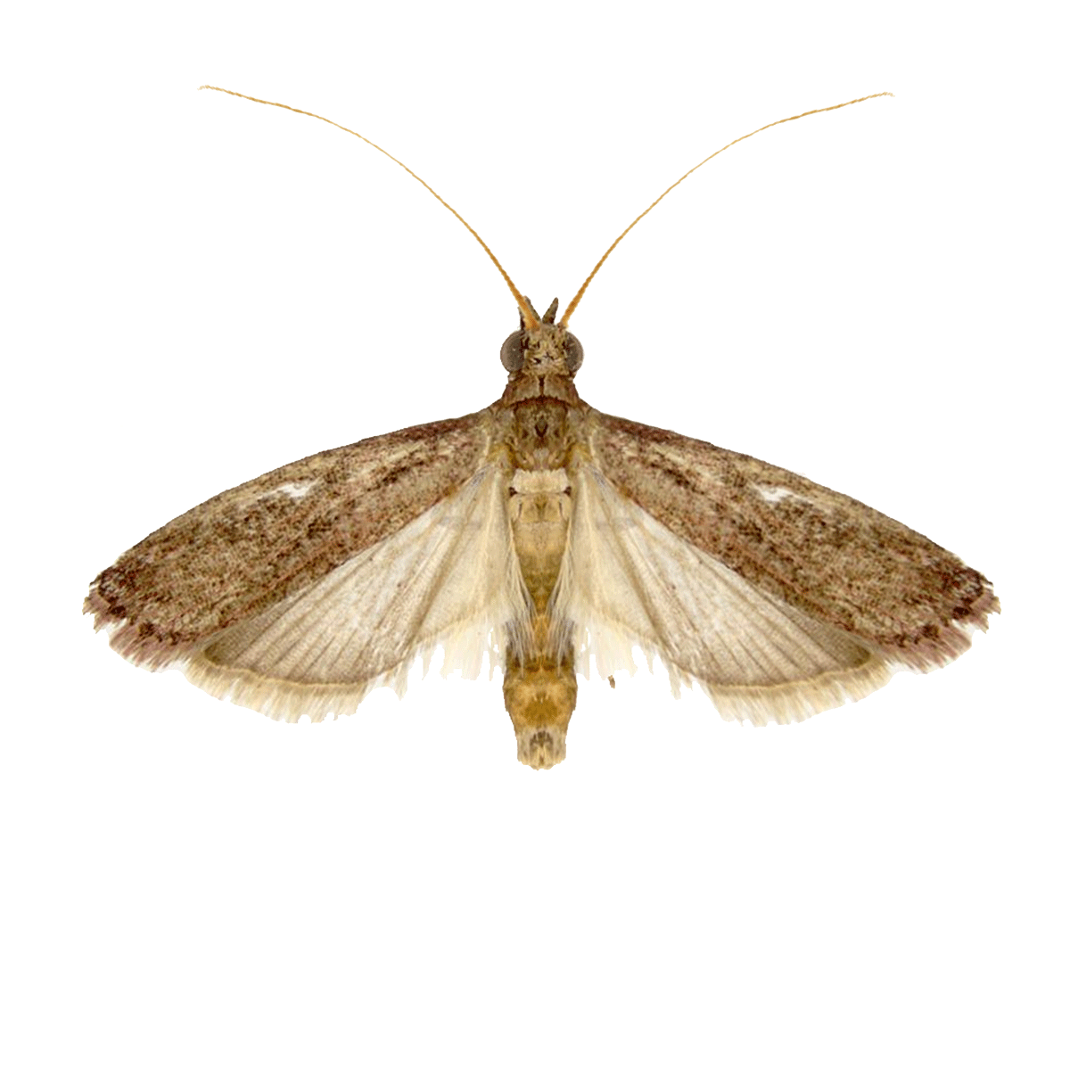 Indian Meal Moth | J.F. Oakes
